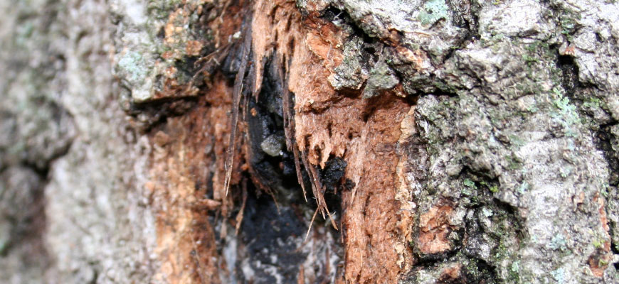 Oak Wilt – Check you trees for this disease - DNS Landscaping Services ...
