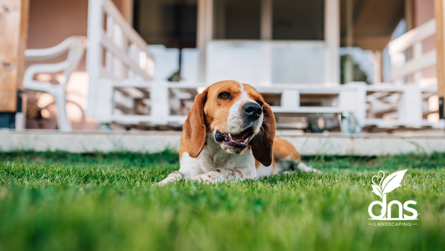 How to Create a Dog-Friendly Garden - DNS Landscaping Services - San ...